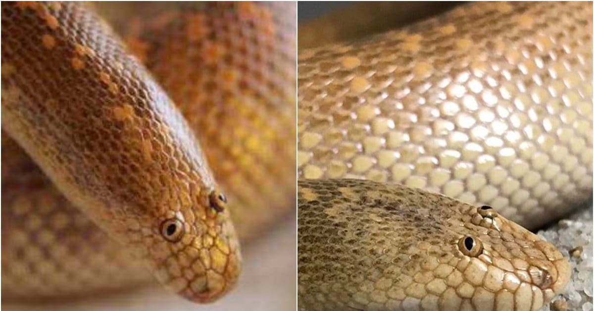 सिर पर चिपकी हुई सी लगती हैं इस सांप की आंखें, इसलिए होती हैं अद्भुत ...