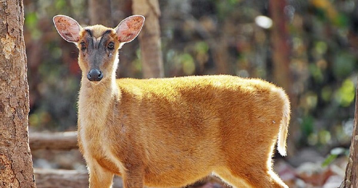 Know about Muntjacs deer who bark like dog - क्या आपने देखा है भौंकने ...