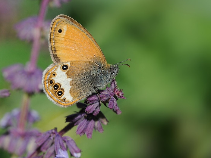 How butterfly wings get their colourful pattern pigmentation and ...
