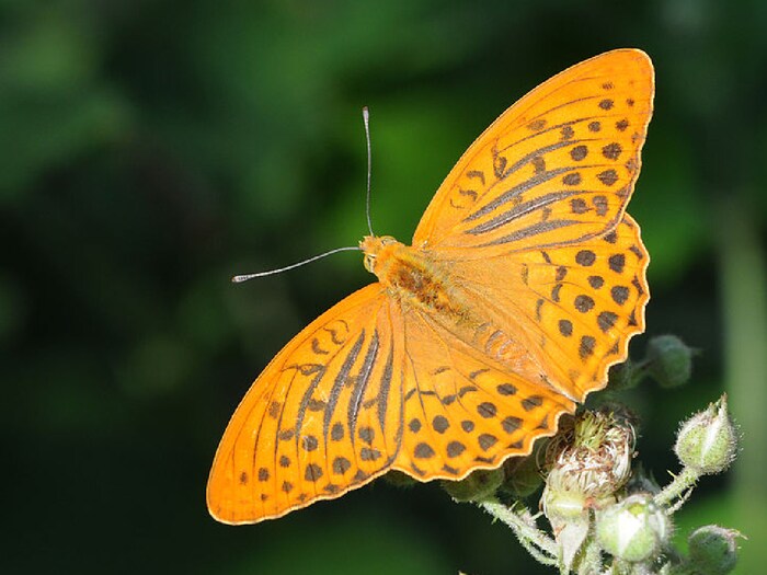 How butterfly wings get their colourful pattern pigmentation and ...