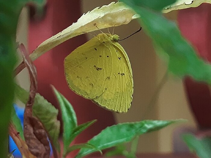 How butterfly wings get their colourful pattern pigmentation and ...