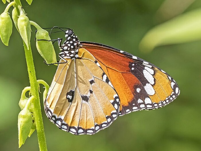 How butterfly wings get their colourful pattern pigmentation and ...