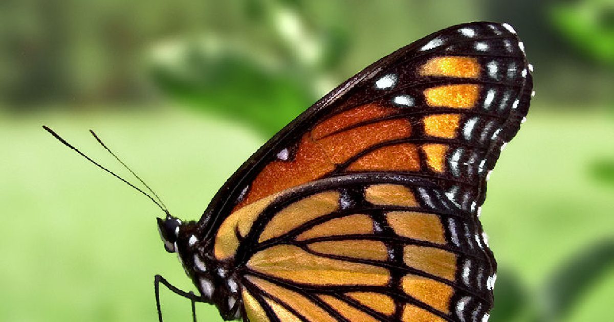 How butterfly wings get their colourful pattern pigmentation and ...