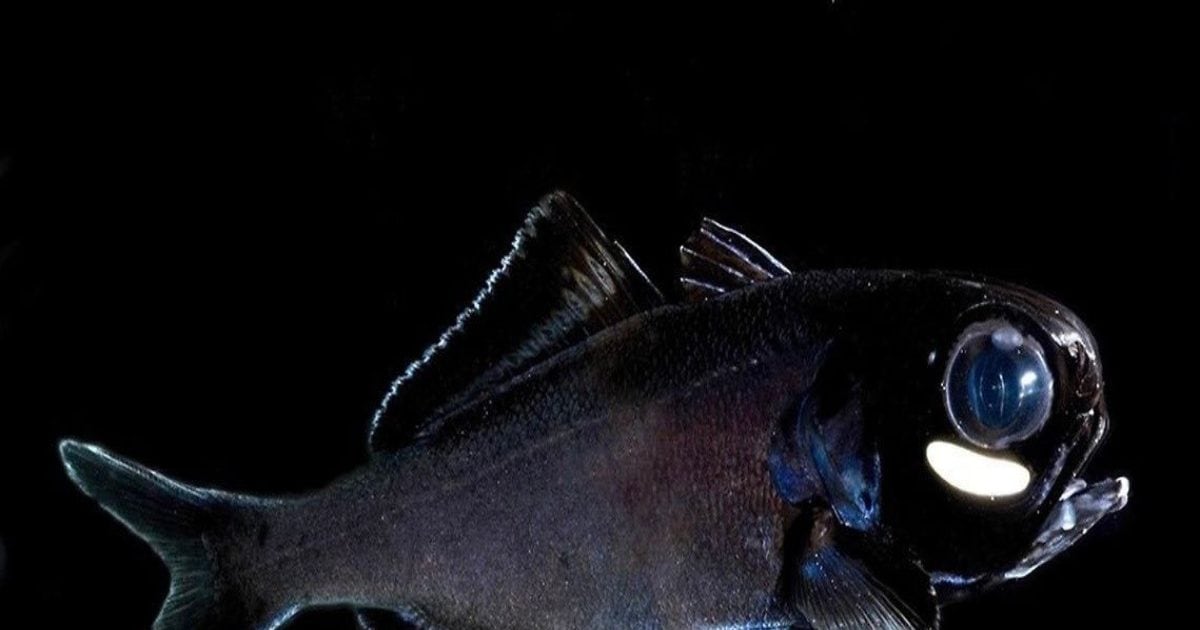 दुनिया की सबसे अजीबोगरीब मछली, अंधेरे में 'टॉर्च' लेकर है चलती, इतनी है ...