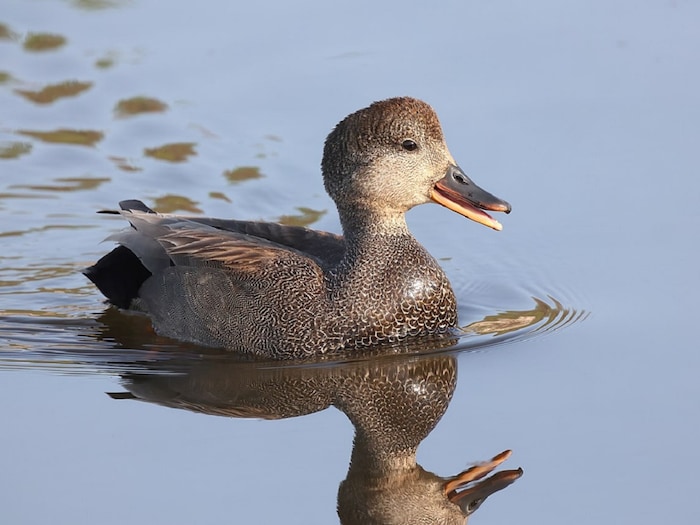 Know about the migratory birds that come to India in winter season ...