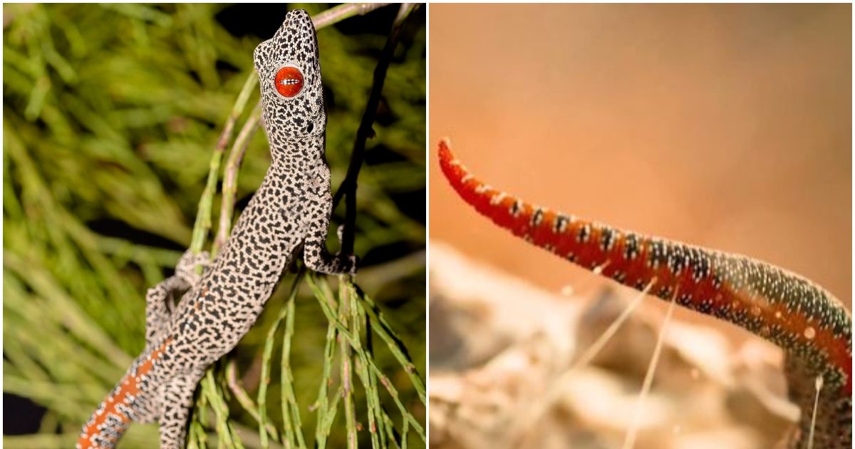 इस छिपकली के पास होती है ‘स्प्रे गन’, शिकारियों से बचने के लिए अपनाती ...