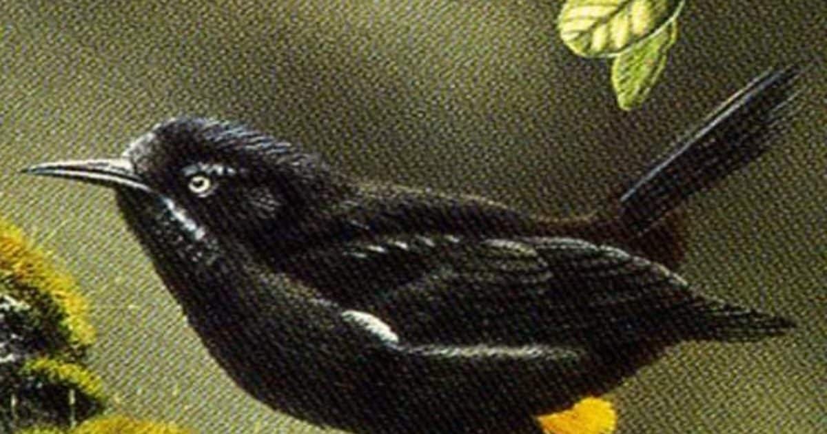 6 साल तक अपने पार्टनर की तलाश में भटकता रहा ये पक्षी, और फिर हो गया ...