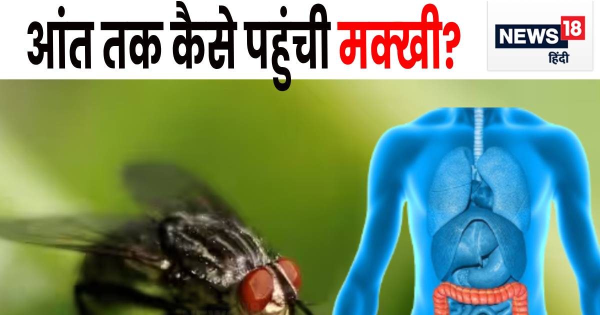 बुजुर्ग की आंतों में मिली मक्‍खी, पाचन क्रिया में उसके शरीर को नहीं ...