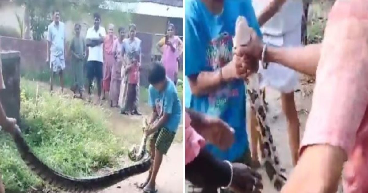 नाबालिग लड़के ने पकड़ा विशाल अजगर, नंगे हाथों से यूं जकड़ा सांप का मुंह ...