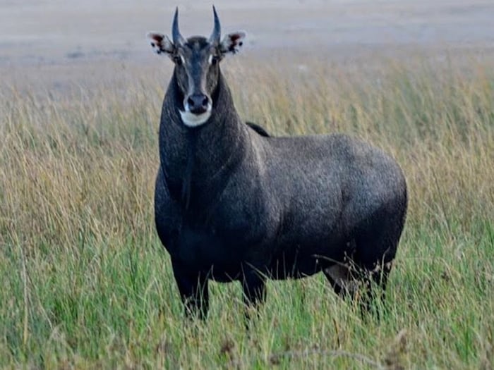 Know about Nilagi or Indian antelope which is neither peoperly blue nor ...
