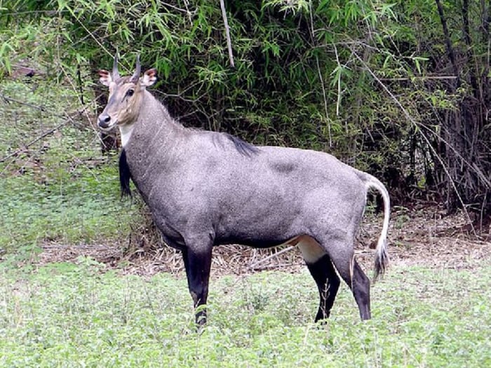 Know about Nilagi or Indian antelope which is neither peoperly blue nor ...