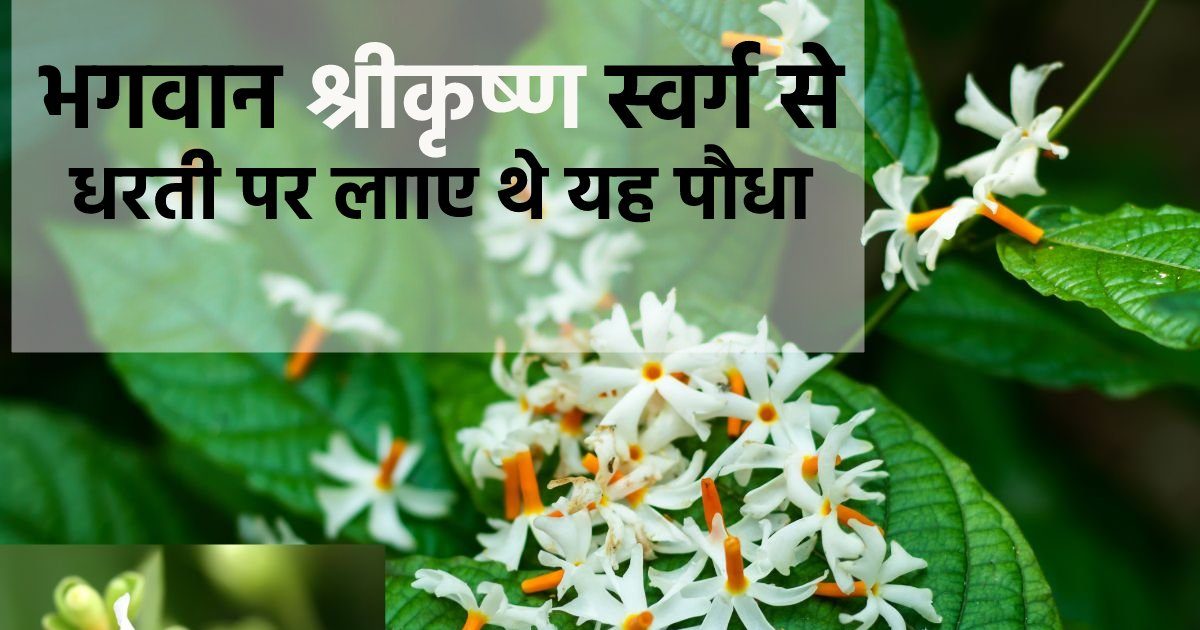 प्रकृति का वरदान है ये दुर्लभ पौधा, पत्तियों में एंटी-डायबेटिक गुण, 5 ...