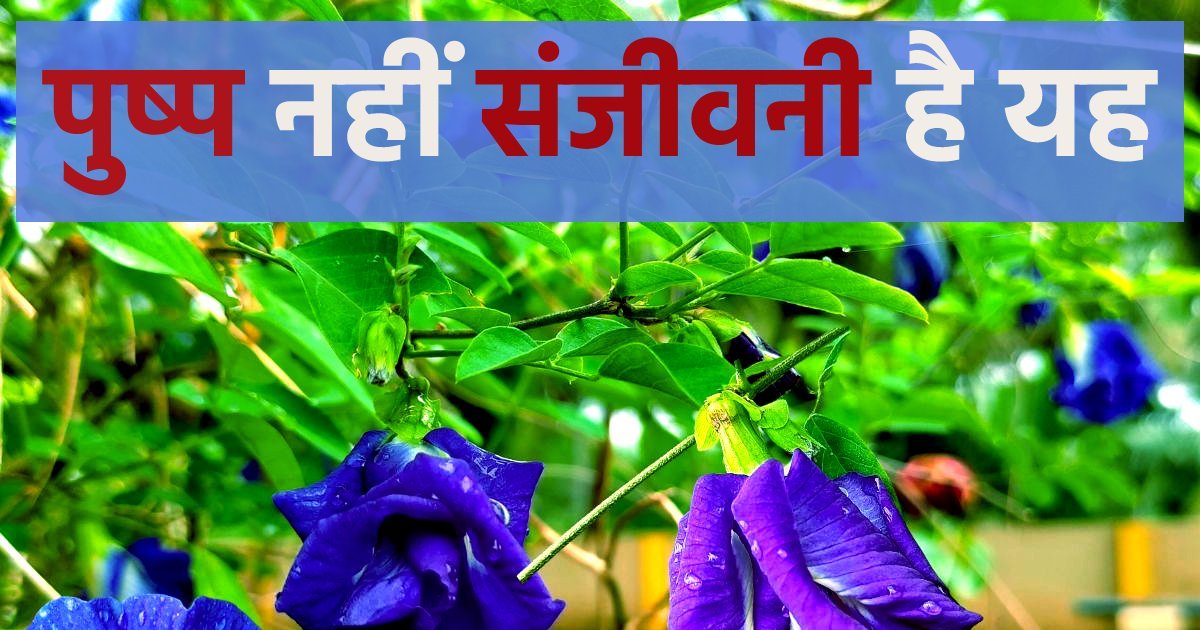 क्या-क्या नहीं ठीक करता है यह अमृत समान ये पुष्प, शरीर के इतने अंगों के ...