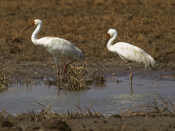 Know about the migratory birds that come to India in winter season ...