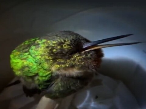 ‘हवाई कलाबाज’ है ये पक्षी, हवा में उल्टा भी है उड़ सकता है, इंसानों की ...