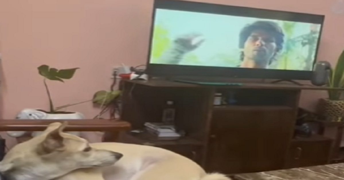 कुत्ता भी बना अरिजीत सिंह का दीवाना, आवाज सुनते ही गाने लगता है गाना ...