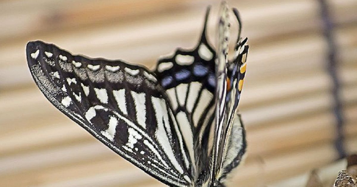 Know how Butterfly vision is helped scientists to develop better cancer ...