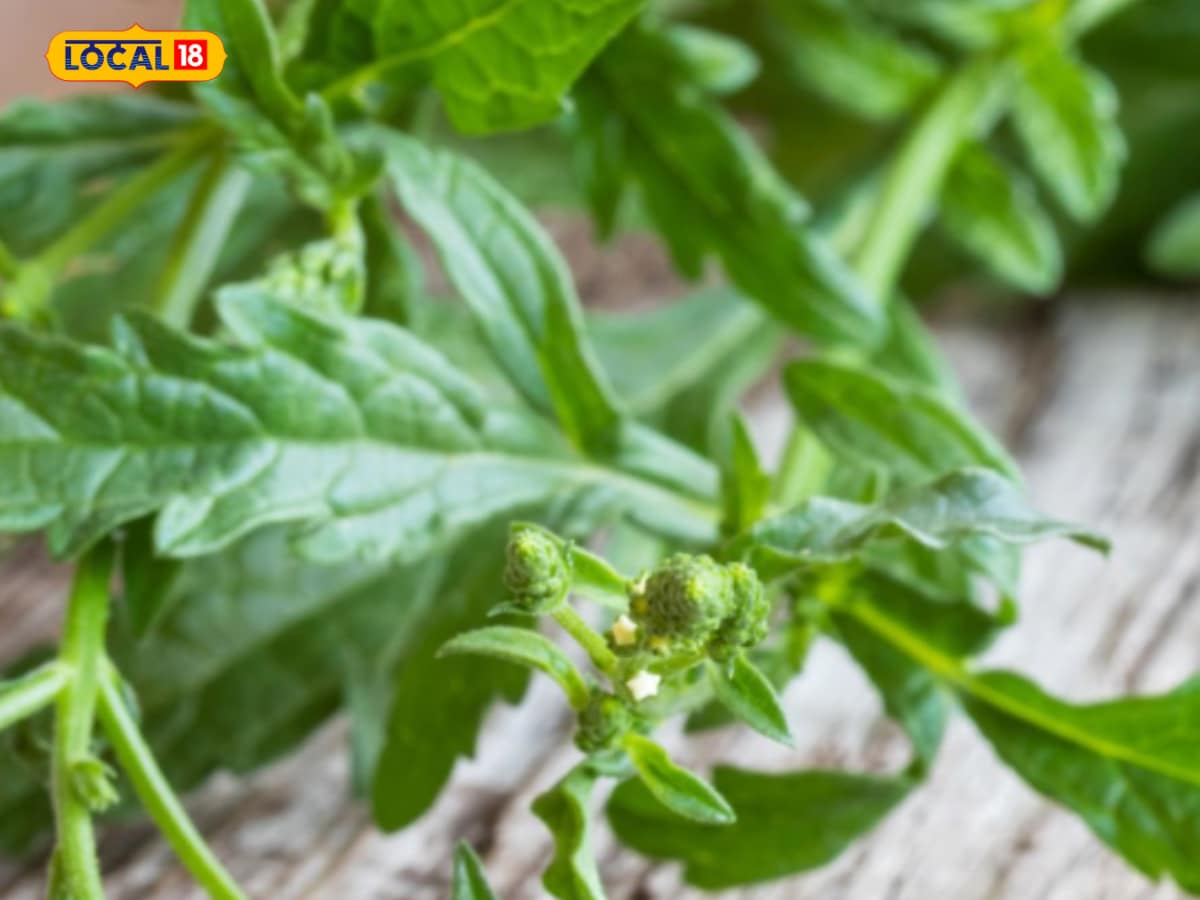 खाली पेट पीते ही खून हो जाएगा साफ, जान लीजिए इस जंगली पौधे का नाम, कीमत ...