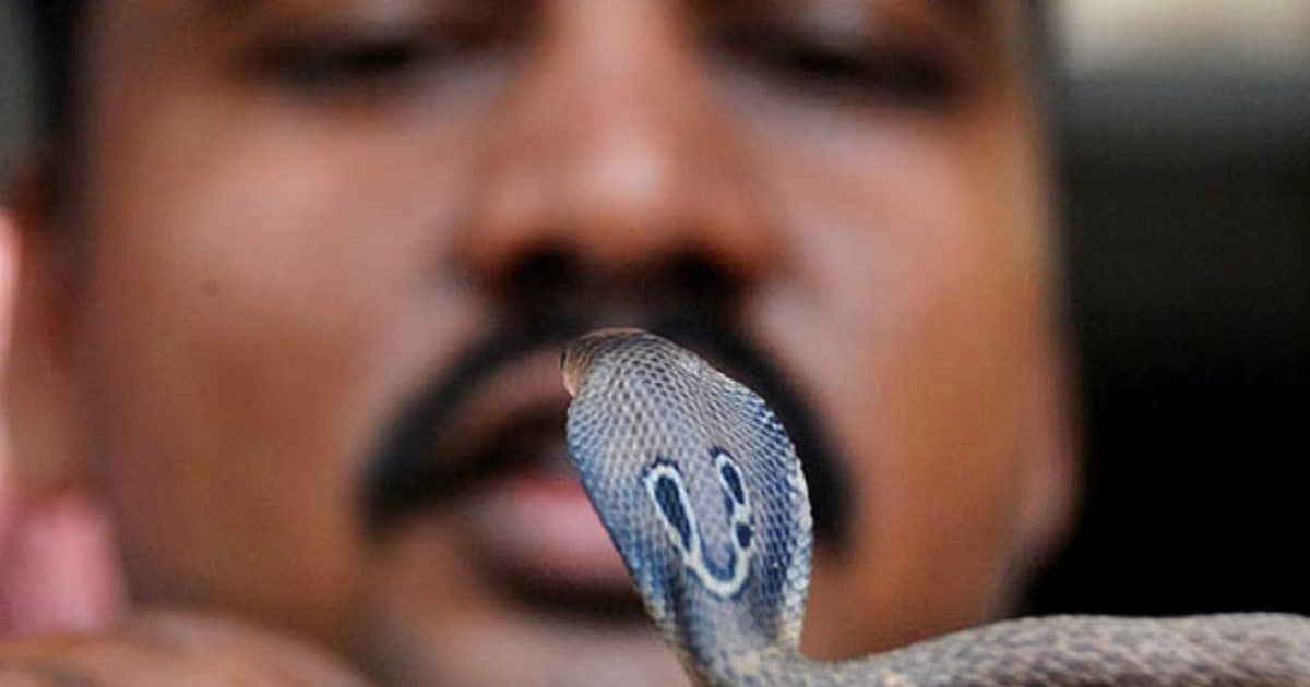 सर्प दंश से नशे की पूरी कहानी असली केसों के साथ, कैसे पड़ती है इसकी लत ...