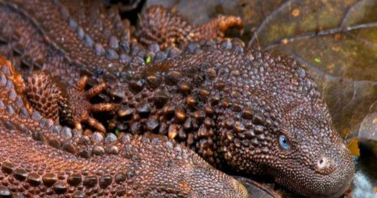 इस छिपकली के नहीं होते कान, मिनी ड्रैगन की तरह है दिखती, इतनी है अद्भुत ...