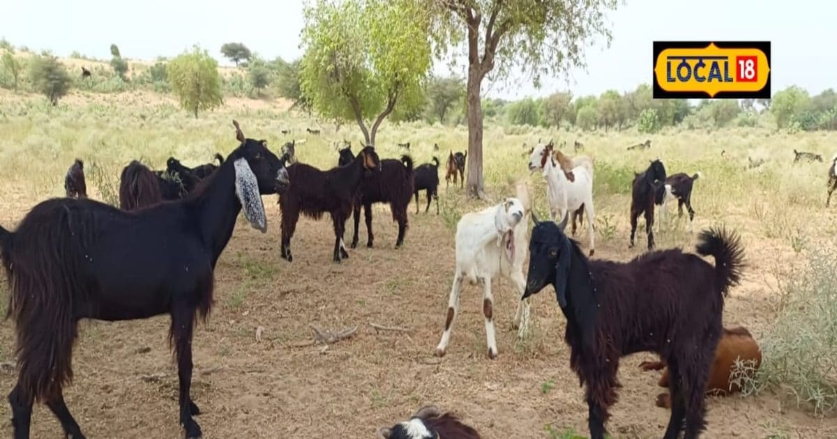 मारवाड़ी नस्ल की बकरी को कहा जाता है गरीब की गाय, कम खर्चे में देती है ...