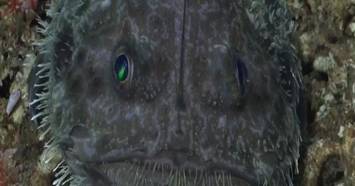 सामने आया ‘समुद्री शैतान’ का वीडियो, बेहद डरावना है चेहरा, देखकर चौंक ...