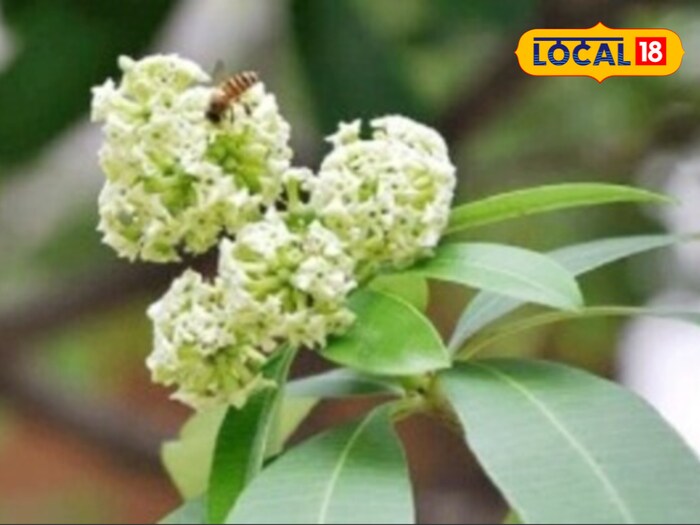 नपुंसकता और शारीरिक दुर्बलता को दूर कर देता है ये पौधा! कई बीमारियों के ...