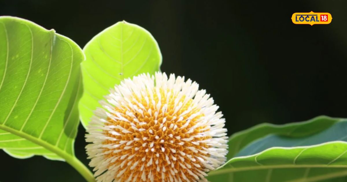 पुरुषों की ताकत बढ़ा देता है ये पेड़, धार्मिक पुराणों में भी इसका जिक्र ...