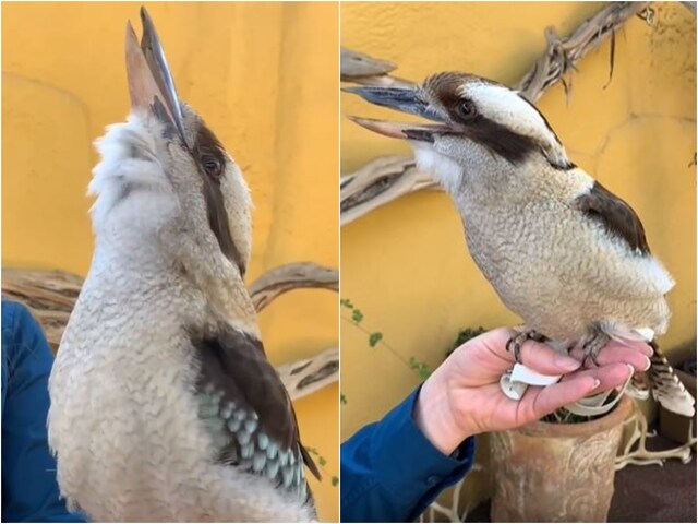 ‘शैतानी हंसी’ की तरह लगती है इस पक्षी की आवाज! सुनकर चौंक जाएंगे आप ...