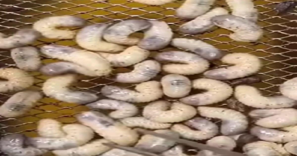 कभी खाएं हैं क्रिस्पी कीड़े की पकौड़ियां? शख्स ने गर्मागर्म तेल में ...