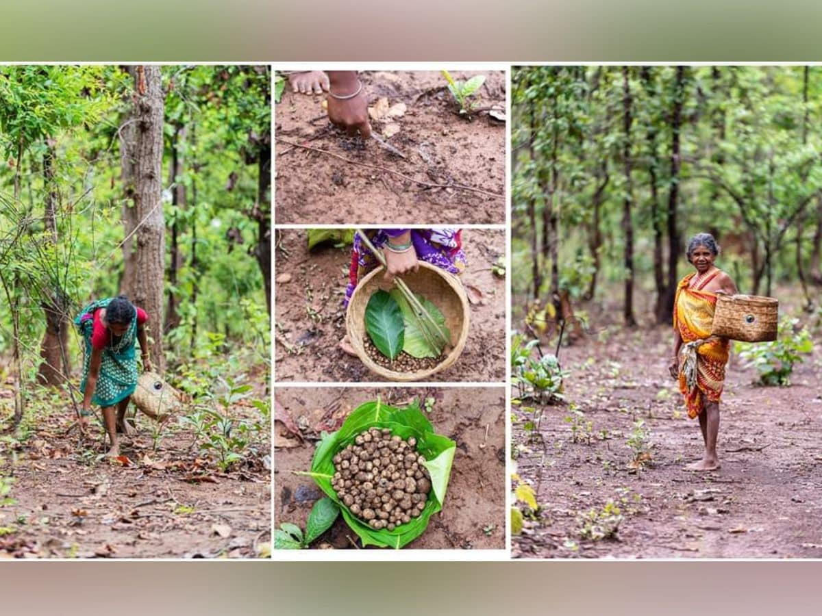 भारत की सबसे कीमती सब्जी! 2 हजार रुपये किलो तक होता है दाम, आखिर क्यों ...