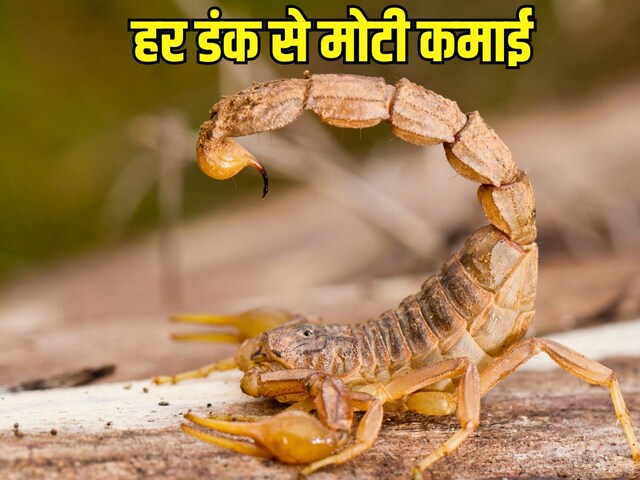 दुनिया रखती है गाय-भैंस, ये बंदा पालता है सांप-बिच्‍छू, 28 साल की उम्र ...