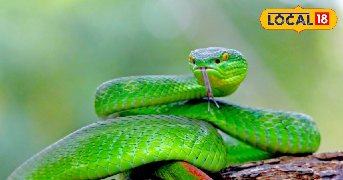हैरी पॉटर के विलेन के नाम पर रखा गया है इस सांप का नाम, भारत के इस जंगल ...
