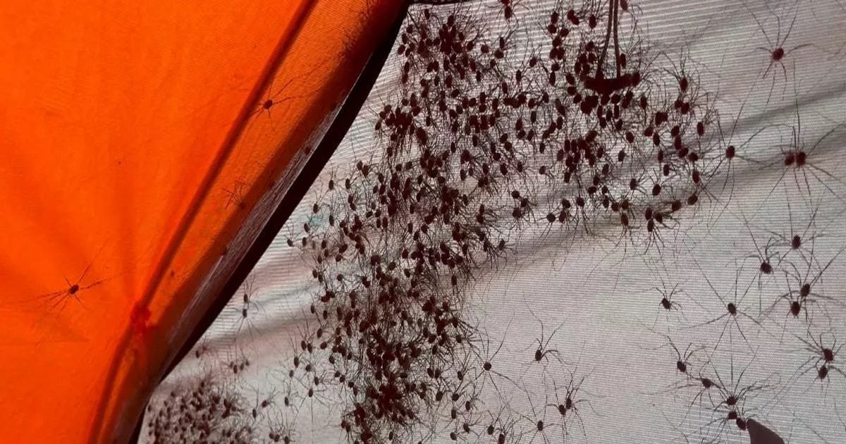 घने जंगल में रोमांच ढूंढने गया था शख्स, रात को चैन की नींद सोया, तंबू ...