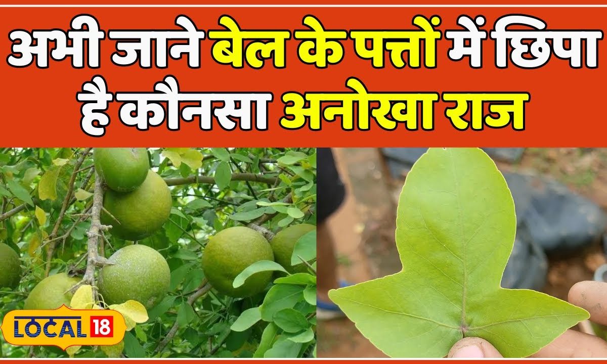 Bel-Patra Benefits: डेंगू बुखार में संजीवनी से कम नहीं ये बेल, रोगी की ...