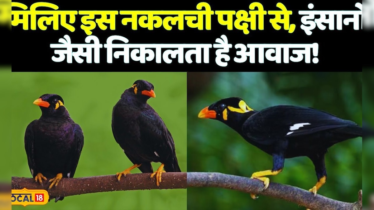 मिलिए इस नकलची पक्षी से, इंसानों जैसी निकालता है आवाज, जानें कहां करते ...