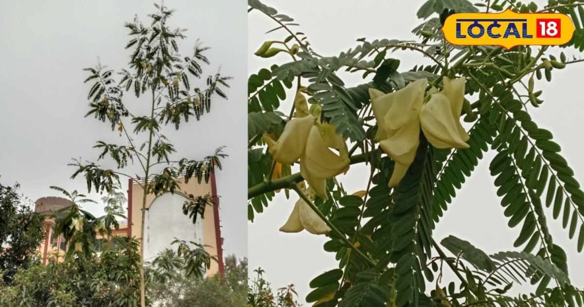 संजीवनी बूटी से कम नहीं यह पौधा, जड़, छाल से लेकर फूल तक सब औषधि, गंभीर ...