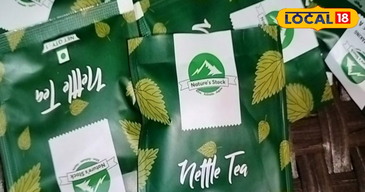 Nettle grass aka kandali green tea is full of health benefits - News18 ...