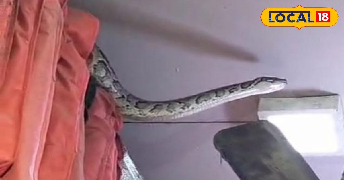 यूपी के इस बाजार में एक दुकान से निकल गया 16 फीट लंबा अजगर, ग्राहकों ...