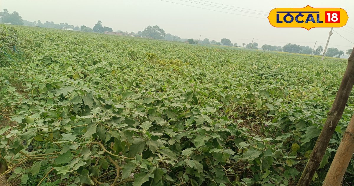 कृषि कार्यालय से मिला आइडिया, लीज पर जमीन लेकर शुरू की खेती, अब होता है ...