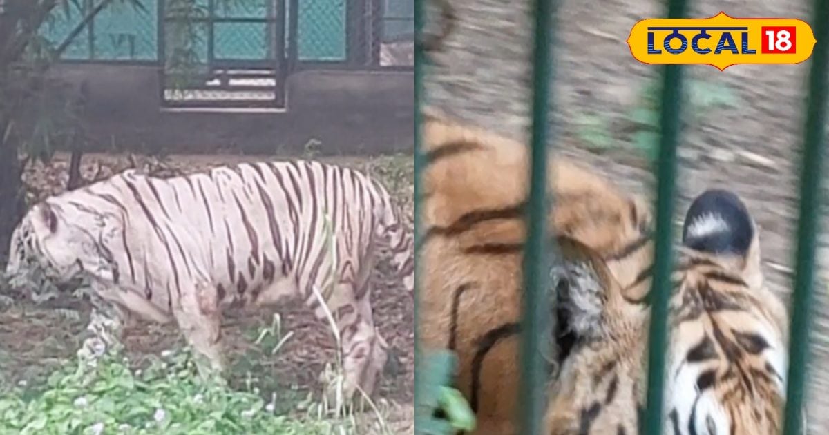 Lucknow Zoo: चिड़ियाघर का यह खूंखार जानवर एक दिन में खाता है 10 किलो मीट, फिर रखता है एक दिन का ...