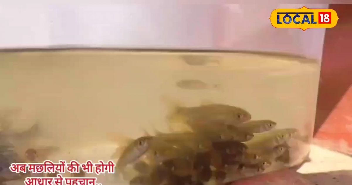 अब मछलियों की भी होगी आधार कार्ड से पहचान, प्रजाति और नदी का चलेगा पता ...