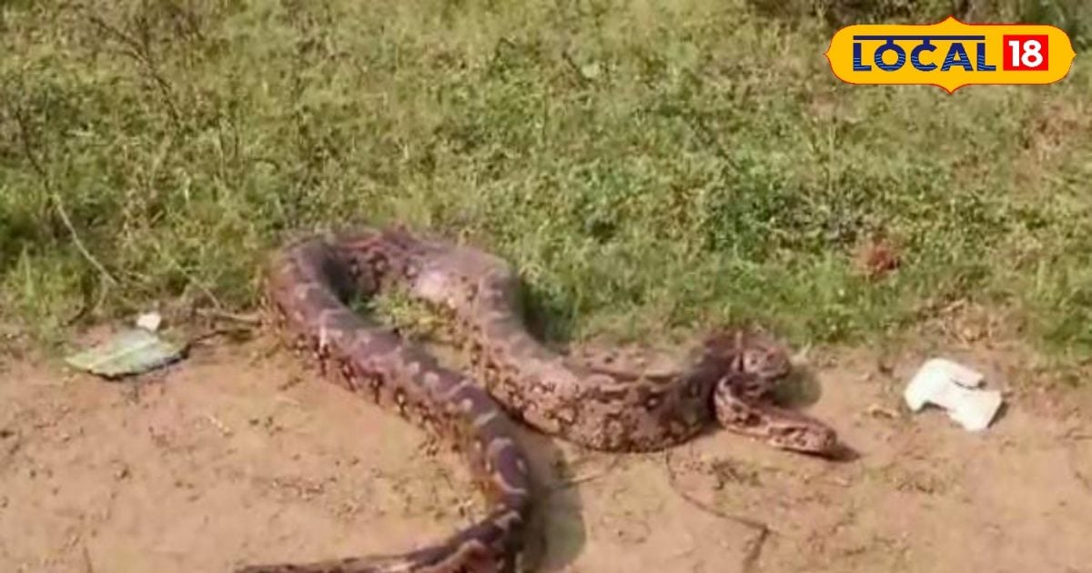 बस्ती में अचानक आया 12 फीट का विशाल अजगर, देखकर छूटे ग्रामीणों के पसीने, VIDEO - There was a ...