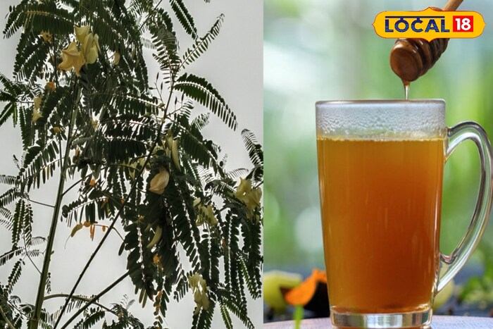 गजब का पेड़ ! जड़, छाल, तना और फूल सब हैं औषधि, पत्तियों से बनती हैं ...