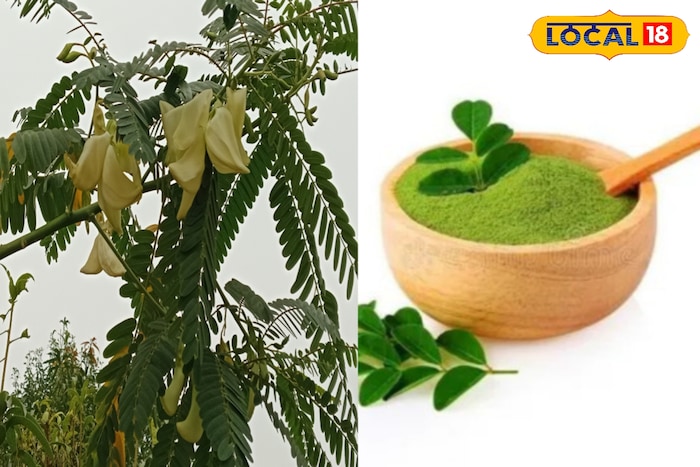 गजब का पेड़ ! जड़, छाल, तना और फूल सब हैं औषधि, पत्तियों से बनती हैं ...