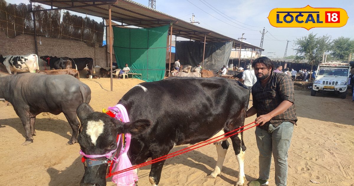 यहां गाय को दुल्हन की तरह सजाकर लाते हैं लोग, घुंघरू और गले में पहनाते ...