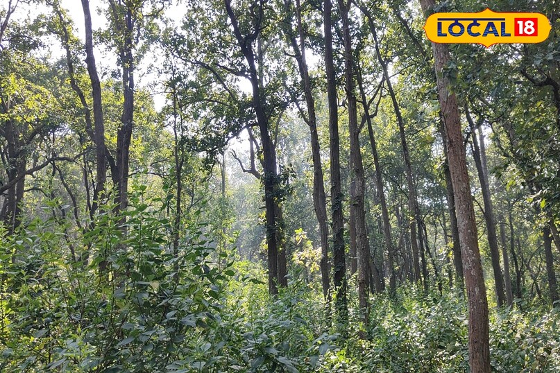 पहाड़... नदी... जंगल, दूर कर देंगे आपकी टेंशन! घूमने के लिए शानदार है ...