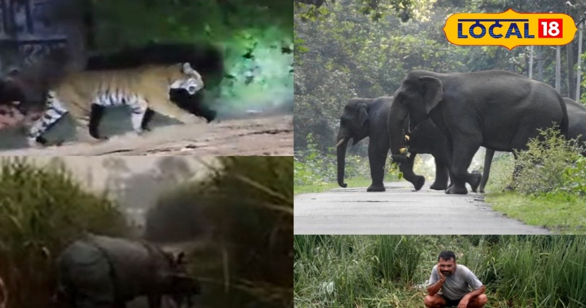 यूपी के इस शहर में जानवरों का जंगलराज कायम, बाघ के बाद हाथियों और ...
