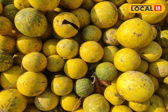 स्वाद में कड़वा... लेकिन शुगर, पीलिया, कमर दर्द के लिए रामबाण है ये फल ...