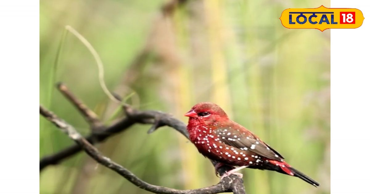 red muniya bird seen in the grasslands of kota